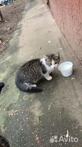 Бедный малыш ищет себе дом