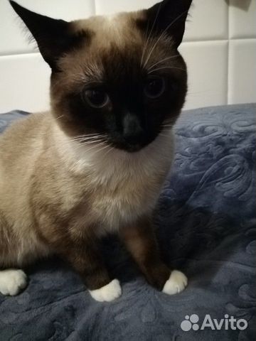 Сиамский котик