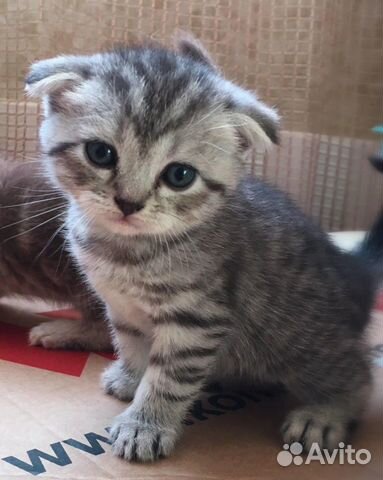Продам котят шотландцев