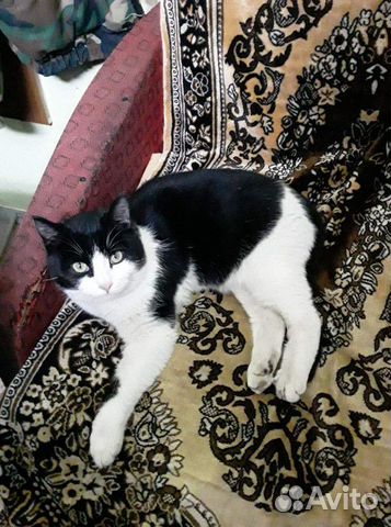 Котик в добрые руки
