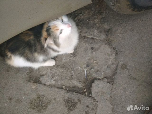 Цветная кошка (кот) очень ждет старых или новых хо