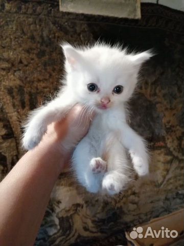 Отдам 4х месячных котят в добрые руки