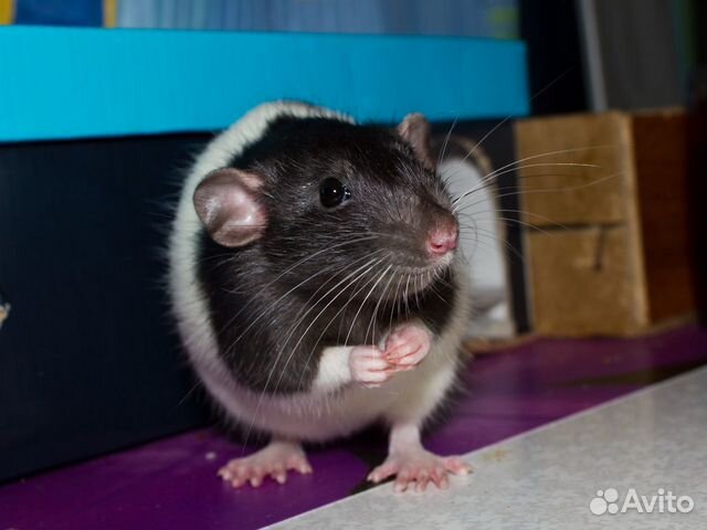 Продаются Крыски