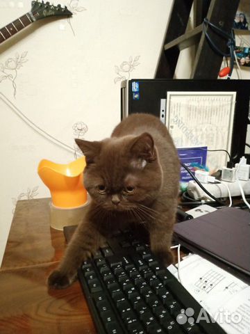 Британская