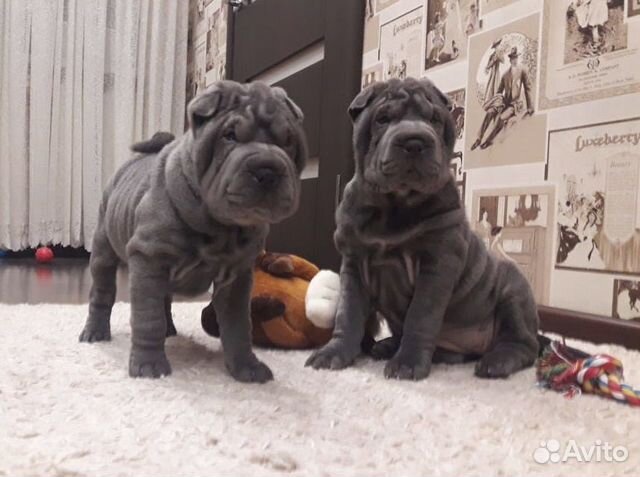 Самые красивые малыши Шар-Пея