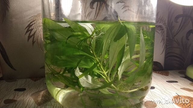 Аквариумное растение