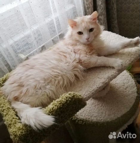 Персик отдам в добрые руки