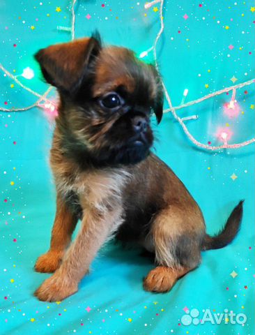 Чудо-девочка брюсселька