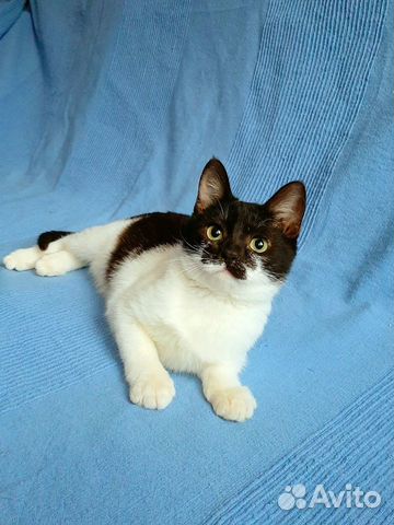 Самая ласковая котодевочка в добрые руки