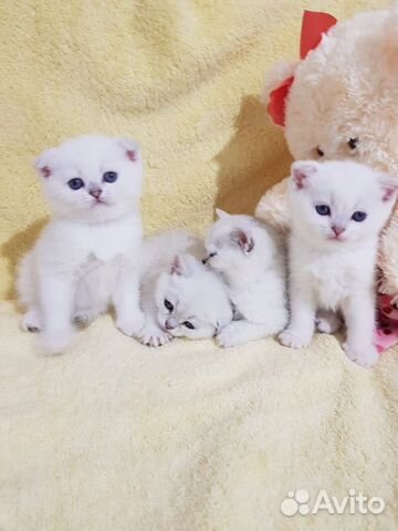 Котята