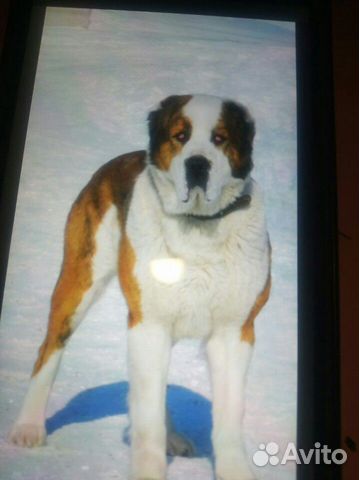 Собака на вязку