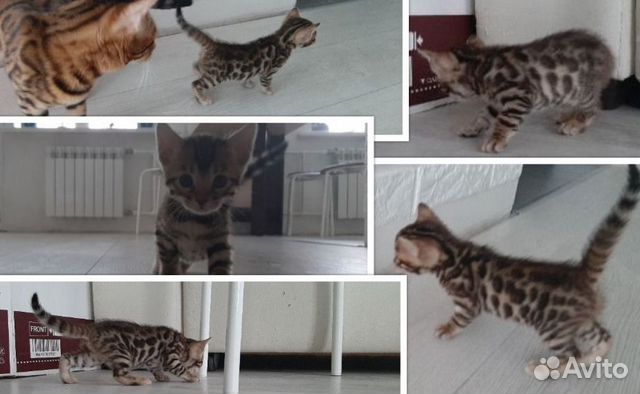 Бенгальские котята бронь