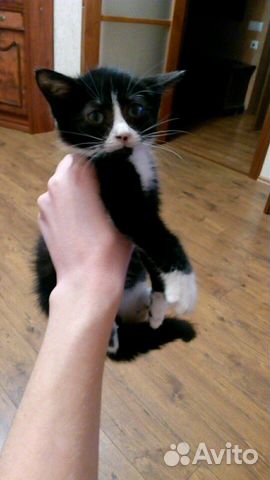 Отдам котенка