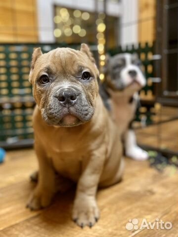 Девочка Американский булли