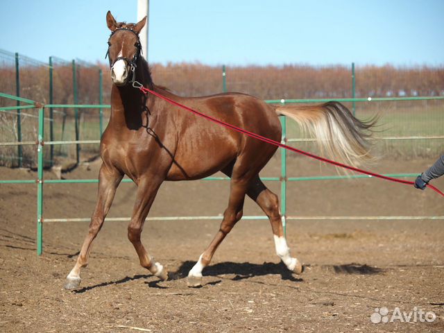 Тракененский жеребец