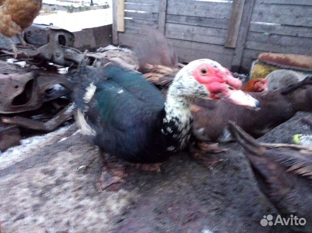 Селезень индоутки