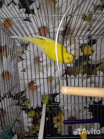 Волнистый попугай птенчик