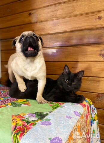 Красотка Плюша