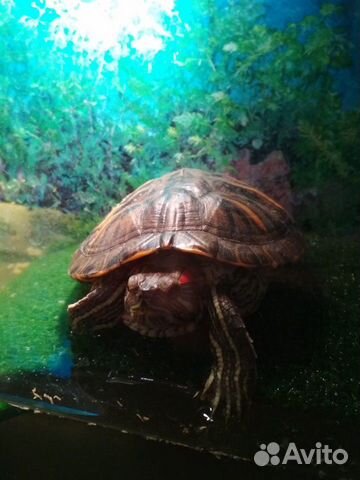 Черепаха