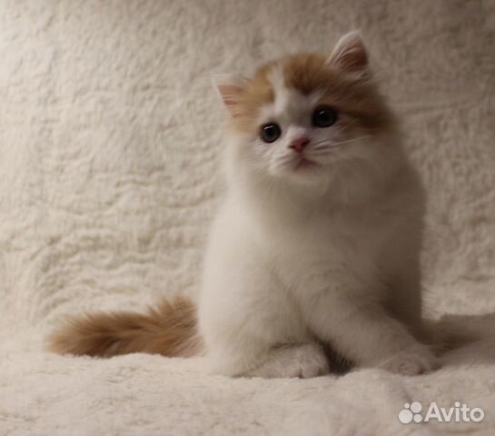 Хайленд страйт малыш