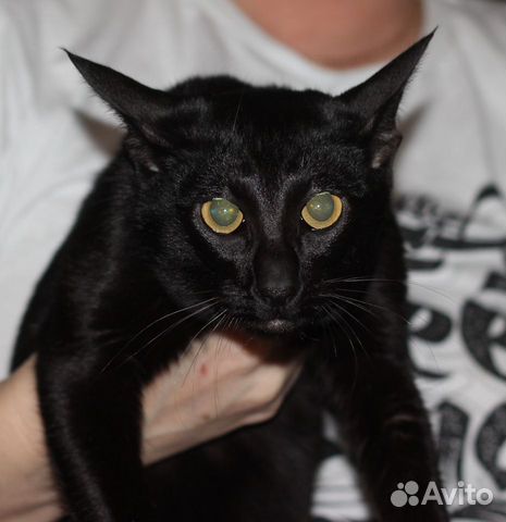 Ориенталка 1 годик