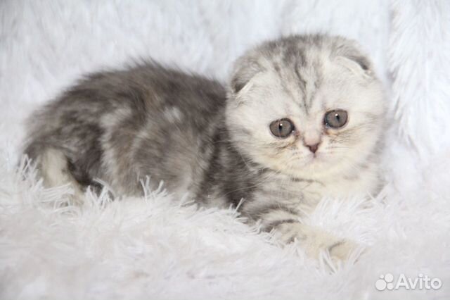 Шотландские вислоухие серебристые вислоушки