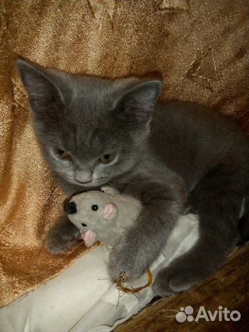 Британка голубая