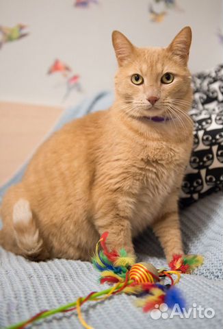 Персей - крупный рыжий красавчик