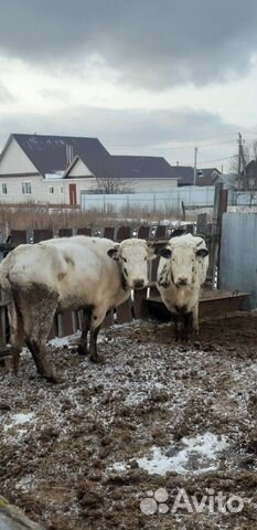 Продается корова и молодая телка (1 год 11 мес)