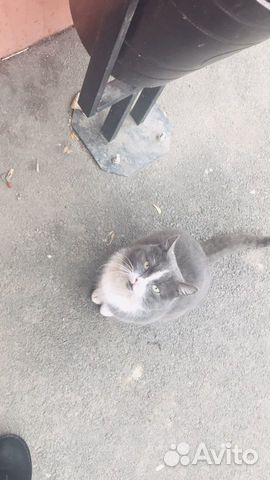 Котик ищет дом