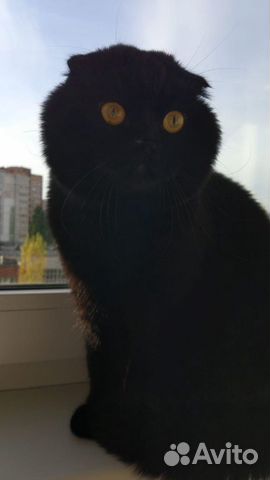 Шотландская