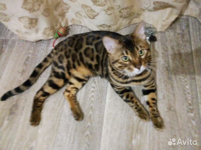 Бенгальская