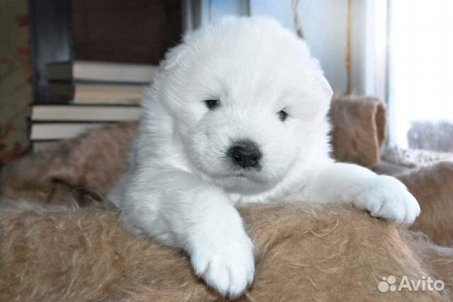 Кому медведя