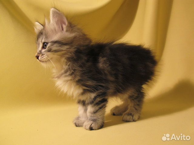 Курильский бобтейл, котенок, девочка, серебро