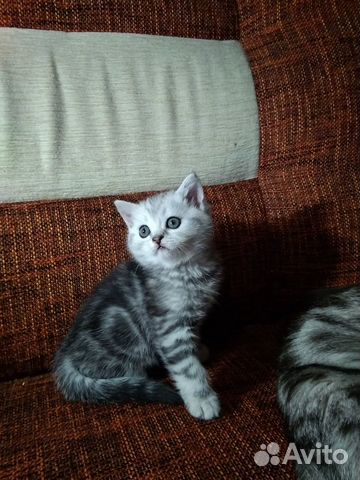 Шотландские котята