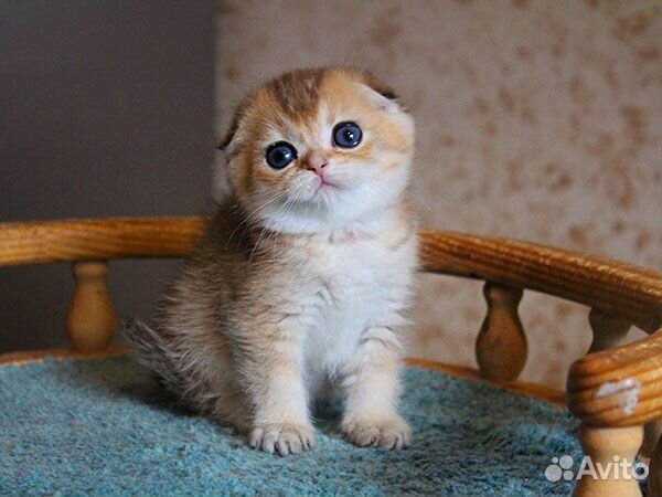 Пуговка - кошечка для заводчиков