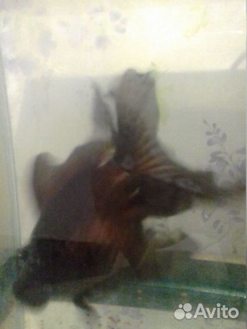 Чёрный телескоп