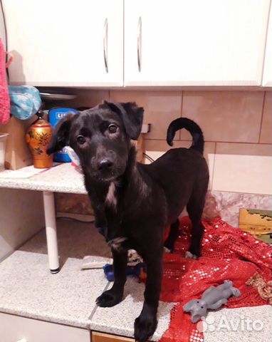 Кармен щенок 9 мес 35-40 см