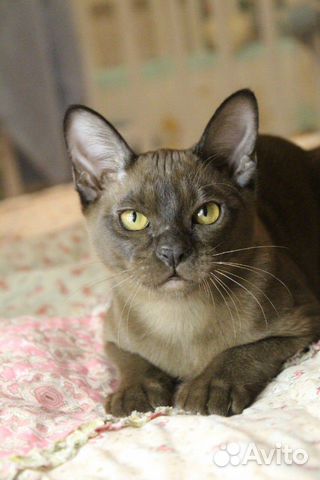 Очаровательная бурмашка