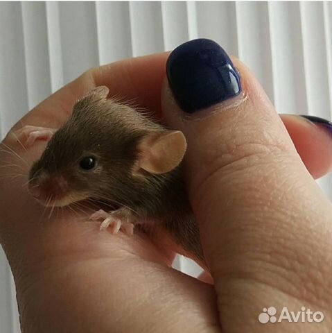 Сатиновая мышь с клеткой