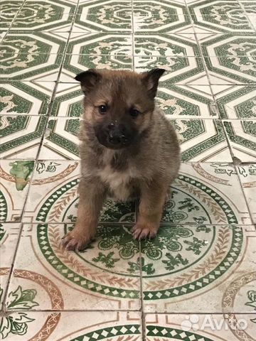 Щенок метис немецкой овчарки 1,5 мес в добрые руки