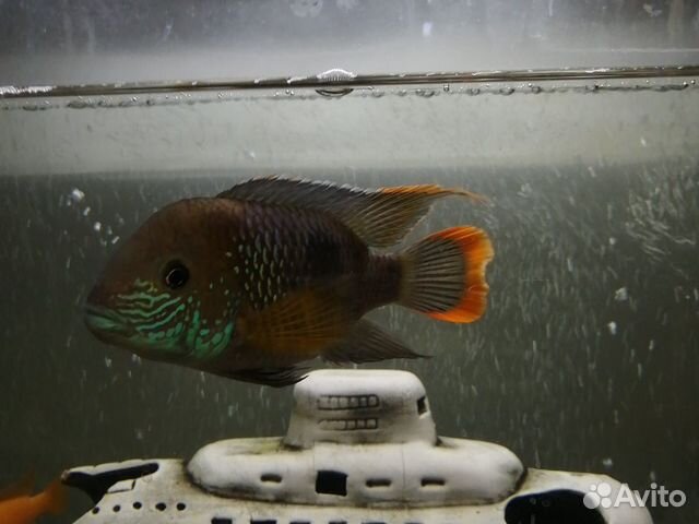 Аквариумные рыбки