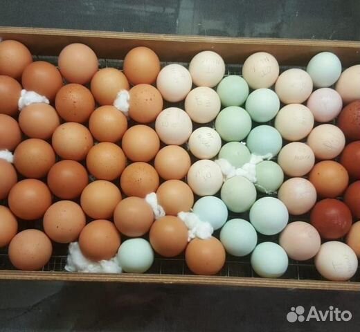 Инкубация и Инкубация яиц