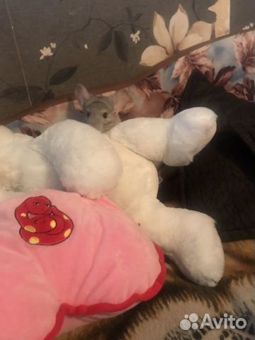 Гетеробежевая самка шиншилла