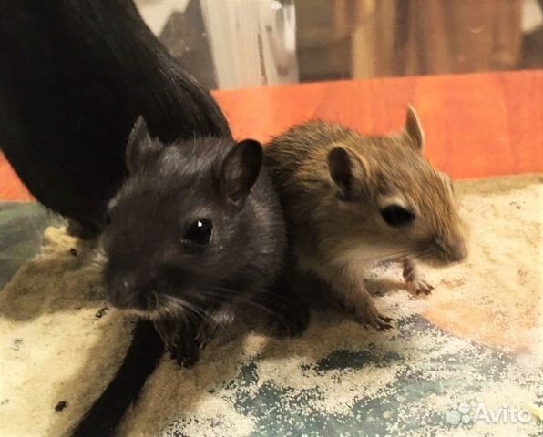 Монгольские песчанки- малыши