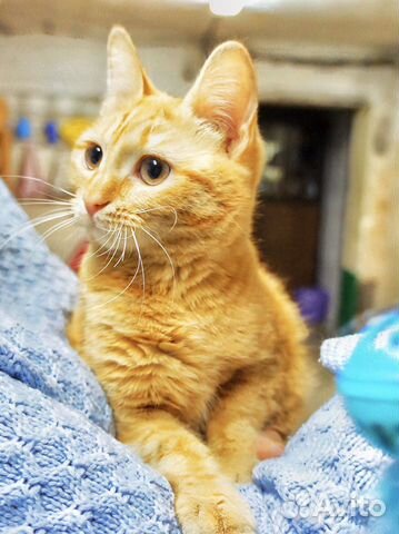 Яркая Тыковка в добрые руки