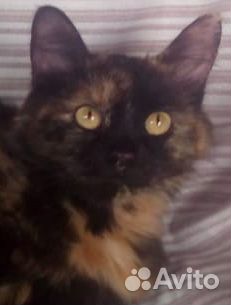 Миниатюрная,ласковая красавица-кошечка череПашечка