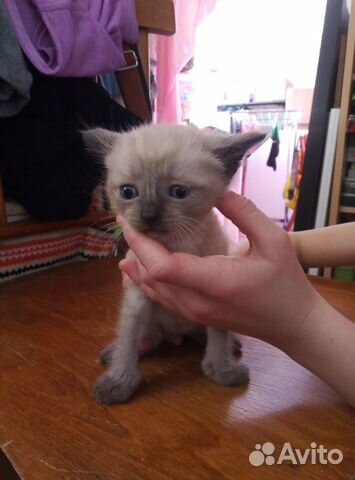 Плюшевые котята