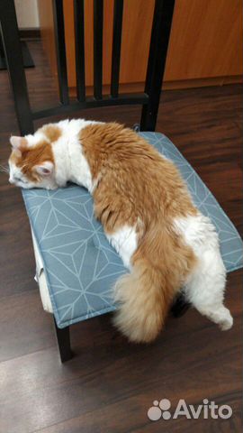 Маркиз, котик 11 мес.Большой, красивый