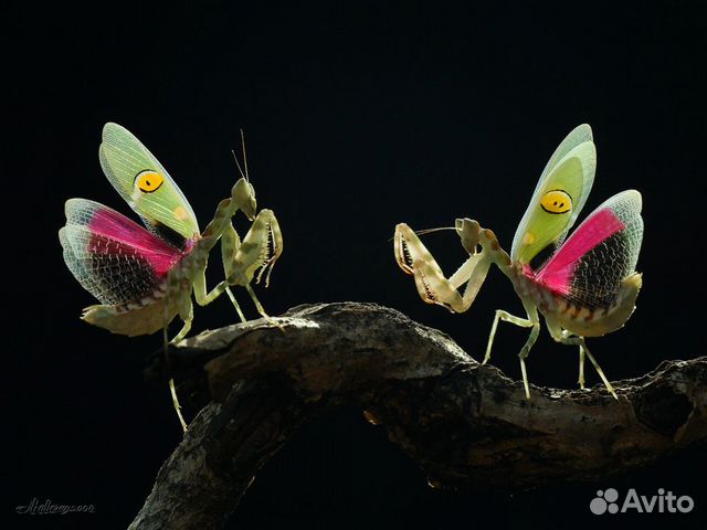 Цветочный богомол (Creobroter meleagris)